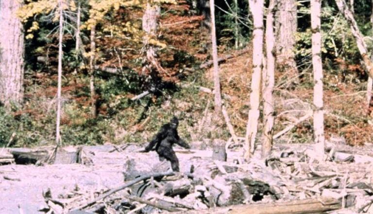 Is Bigfoot Real? Inside The Expert Evidence And Sightings
