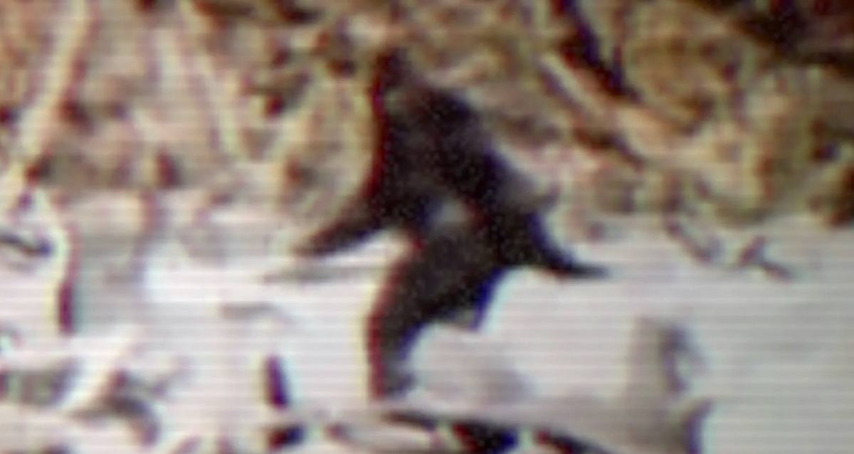Is Bigfoot Real? Inside The Expert Evidence And Sightings