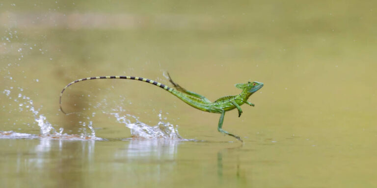 Basilisk, The Mythic Monster That Kills With A Single Look