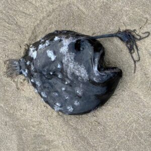 Rare Pacific Footballfish Washes Ashore In Oregon
