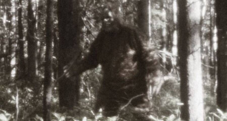 Is Bigfoot Real? Inside The Expert Evidence And Sightings