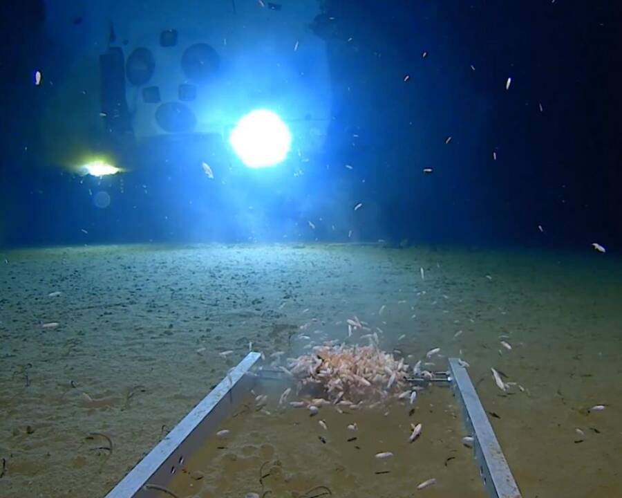 Challenger Deep: What Lies In The Deepest Part Of The Ocean?