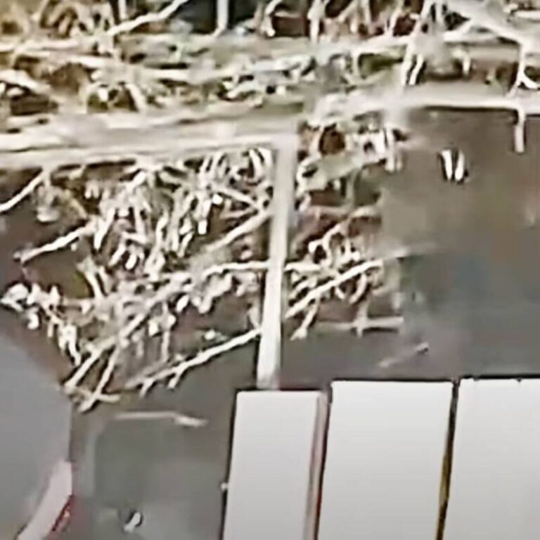 Las Vegas Family Captures Footage Of Aliens In Their Backyard
