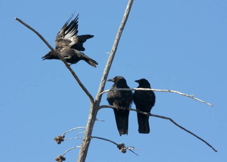 New Study Suggests That Crows Can 'Count' Out Loud Up To Four