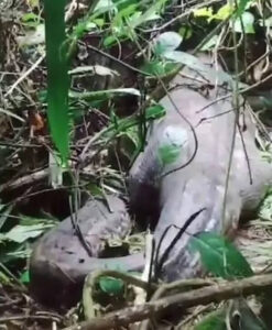 Mother Of Four Swallowed Whole By Python In Indonesia