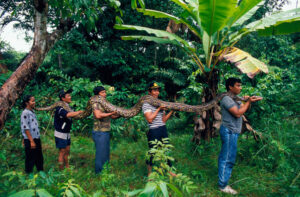 Mother Of Four Swallowed Whole By Python In Indonesia