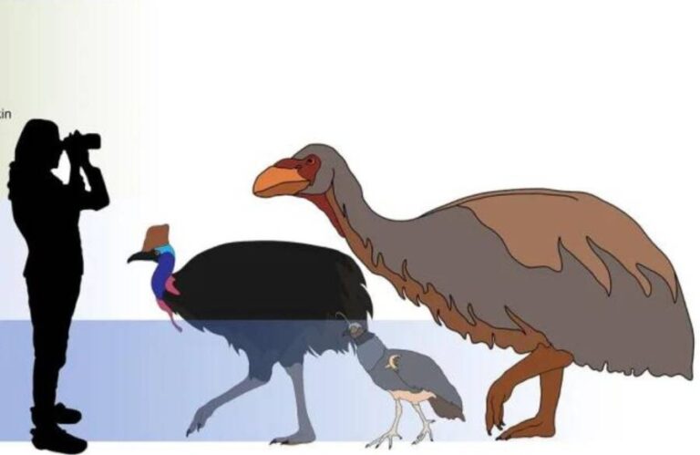 Fossilized Skull Of Giant Prehistoric Goose Discovered In Australia