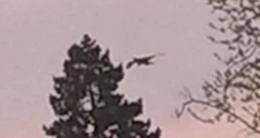 Chicago Mothman: The Red-Eyed, Winged Cryptid Of The Windy City