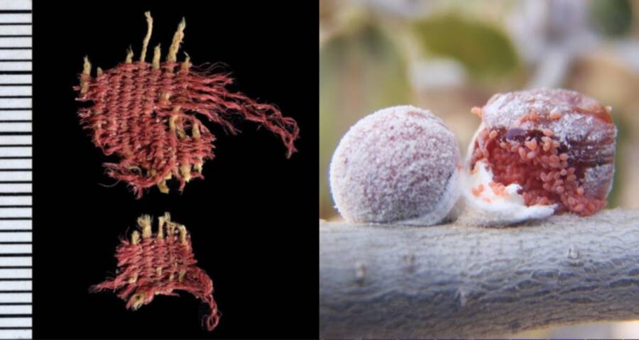 4,000-Year-Old Fabric In Israel Is Oldest To Be Dyed With Insects