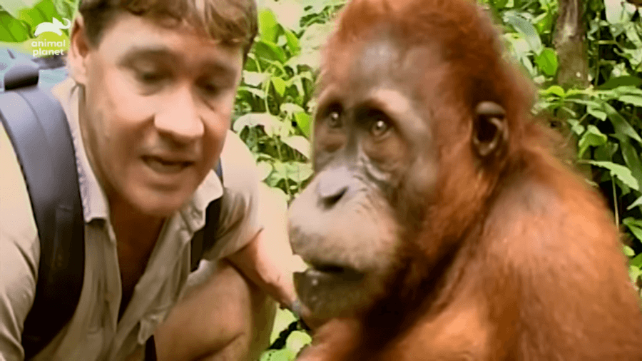 33 Wild Pictures Of Steve Irwin That Capture The 'Crocodile Hunter'