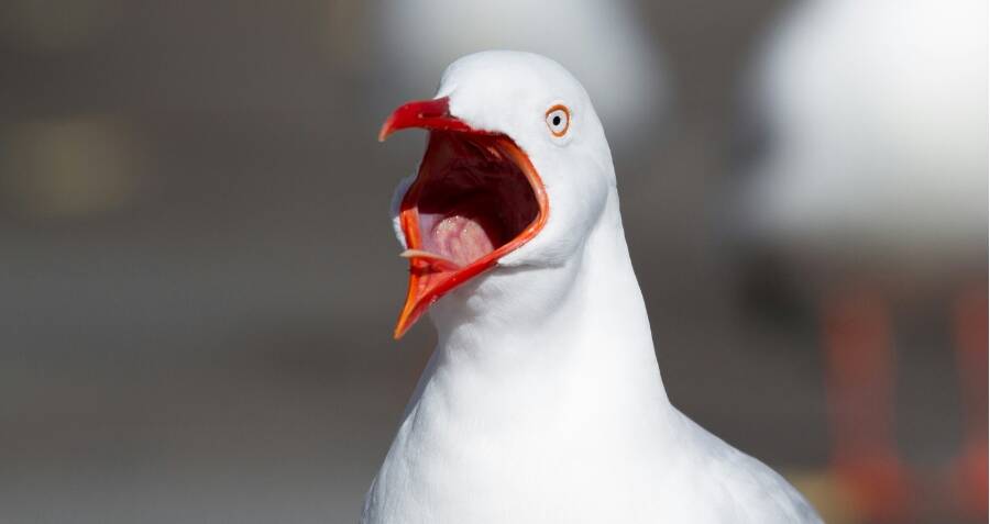 New Jersey Man Arrested For Decapitating A Seagull