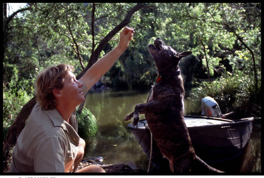 33 Wild Pictures Of Steve Irwin That Capture The 'Crocodile Hunter'