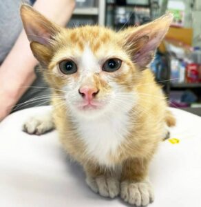A Tennessee Animal Shelter Just Rescued A Four-Eared Kitten