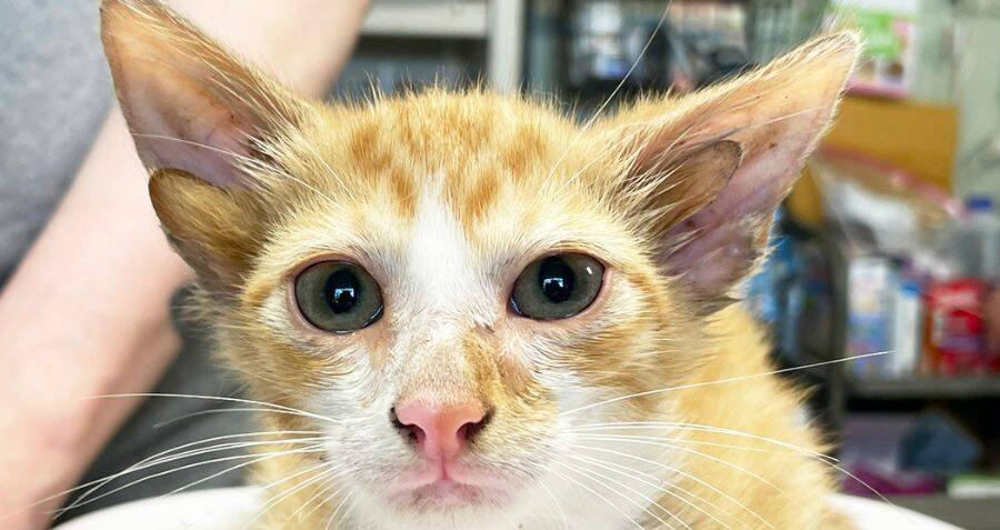 A Tennessee Animal Shelter Just Rescued A Four-Eared Kitten