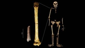 Fossils Of Three-Foot Human Ancestors Discovered In Indonesia