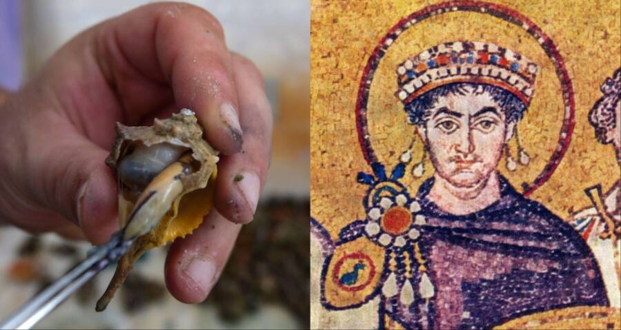 Tyrian Purple: History’s Rarest And Most Expensive Dye