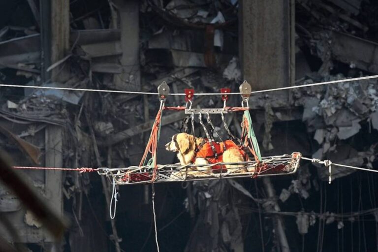 The Heroic Rescue Dogs Of 9/11 – History Uncovered