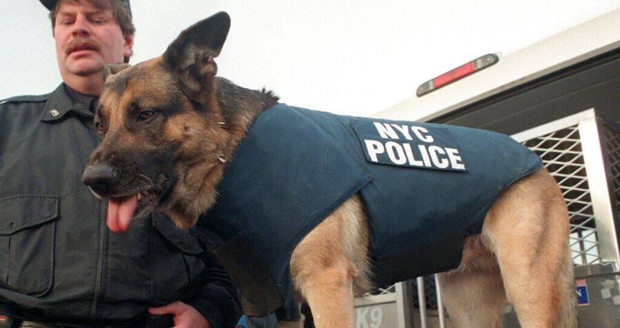 9/11 Rescue Dogs: The Heroic Canines Who Helped Save Lives