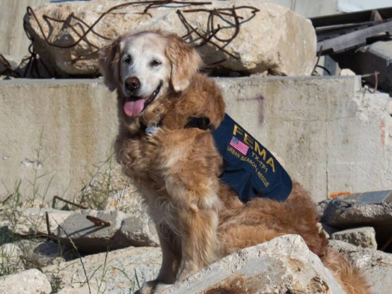 9/11 Rescue Dogs: The Heroic Canines Who Helped Save Lives