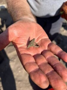 Rare Pictish Ring Found By Volunteer During Scottish Dig