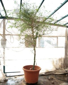 Lost Biblical Tree Grows From Mysterious Desert Seed