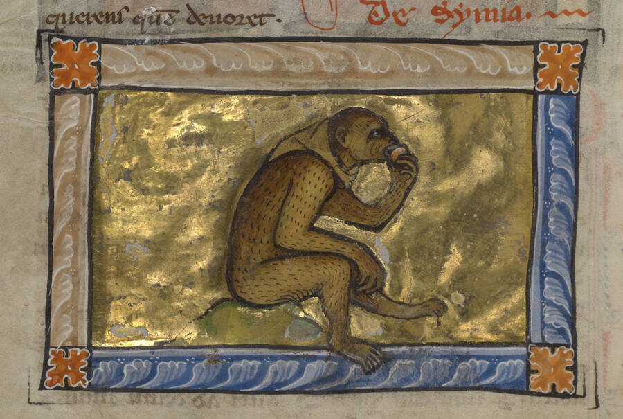 Bestiaries, The Illustrated Animal Encyclopedias Of The Middle Ages