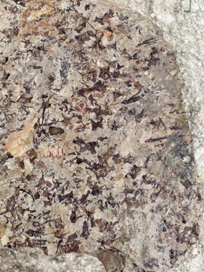 Millions Of Prehistoric Fossils Found Beneath L.A. High School