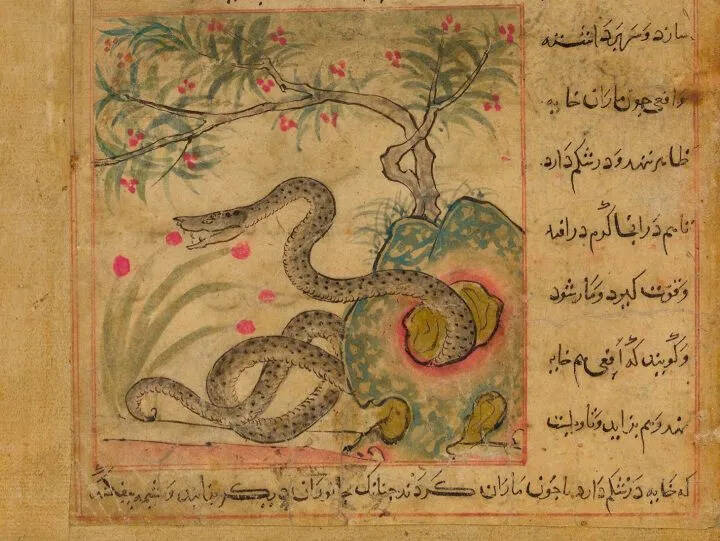 Bestiaries, The Illustrated Animal Encyclopedias Of The Middle Ages