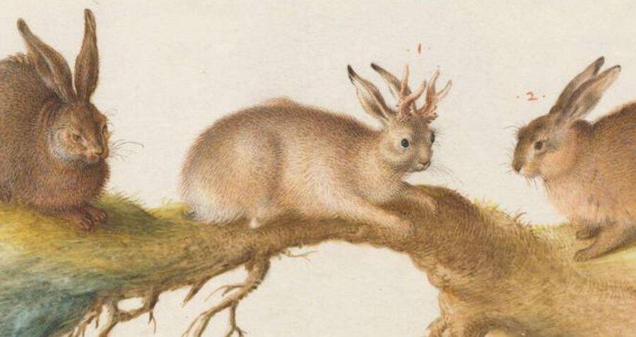 Are Jackalopes Real? The Truth About The Horned Rabbits