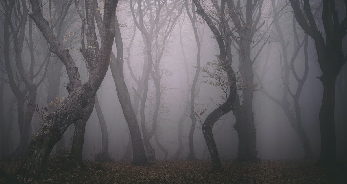 9 Haunted Forests That Are Home To Ghosts, Cryptids, And UFOs