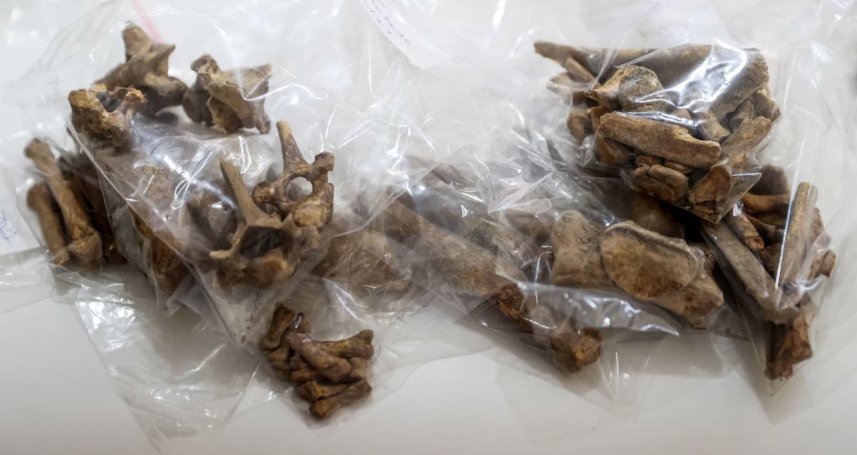 Ancient Skeletons Of Headless Infants Found In Türkiye