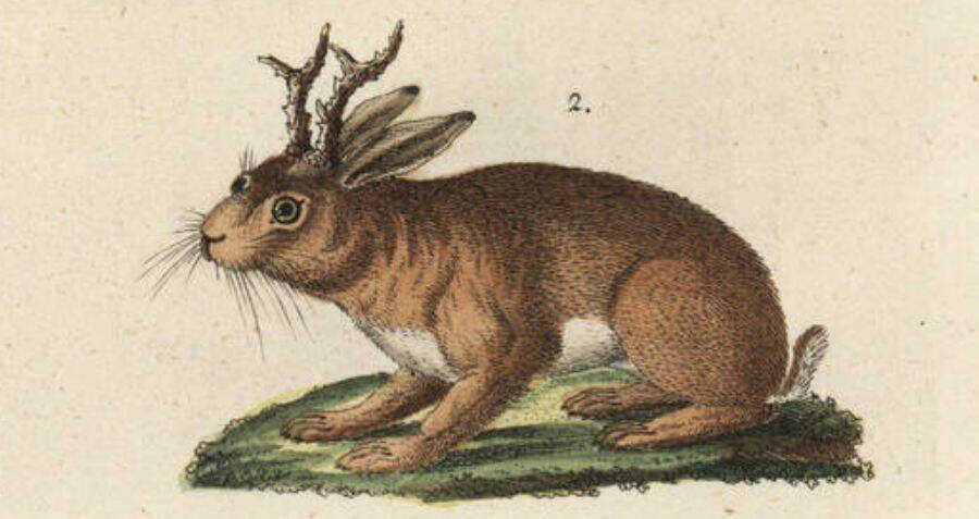 Are Jackalopes Real? The Truth About The Horned Rabbits
