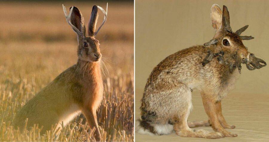 Are Jackalopes Real? The Truth About The Horned Rabbits