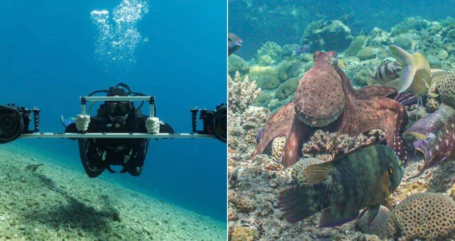 Octopuses Sometimes Hunt Together With Fish, New Study Finds