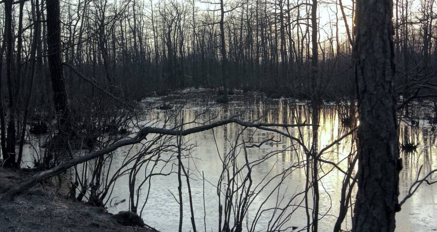 9 Haunted Forests That Are Home To Ghosts, Cryptids, And UFOs