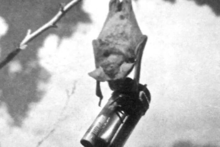 11 Secret U.S. Government Operations You Never Learned About In School