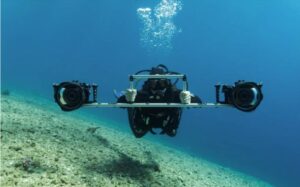 Octopuses Sometimes Hunt Together With Fish, New Study Finds