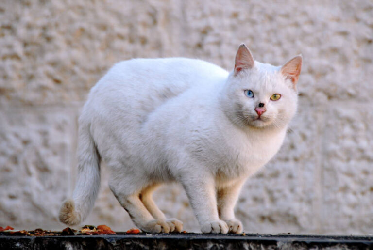 First Ever Archaeological Evidence Of Cat 'Kneading' Discovered