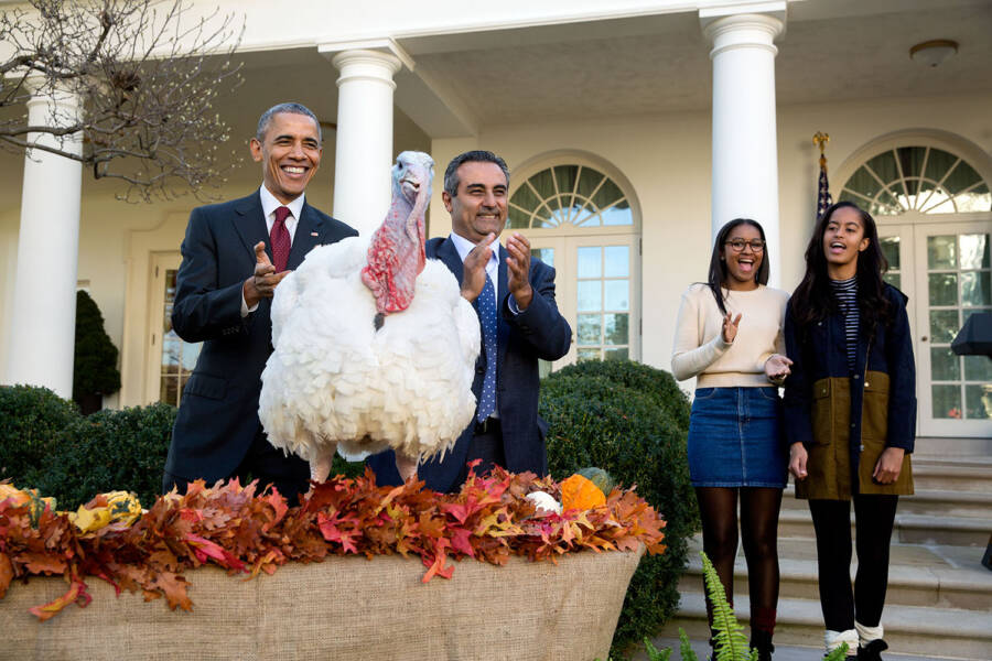 Turkey Pardons: Inside The White House Thanksgiving Tradition