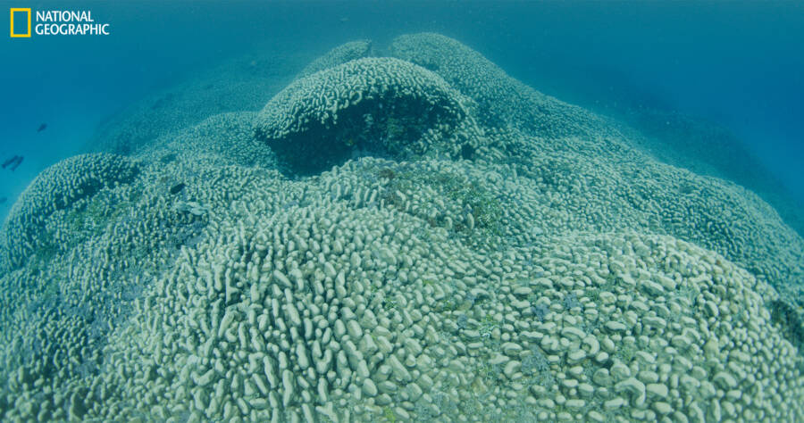 World's Largest Coral Discovered Near Solomon Islands