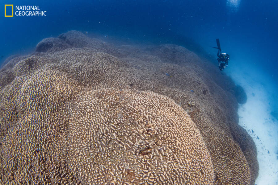 World's Largest Coral Discovered Near Solomon Islands