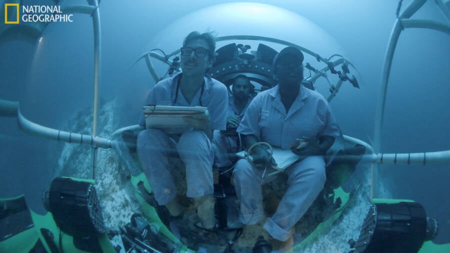 World's Largest Coral Discovered Near Solomon Islands