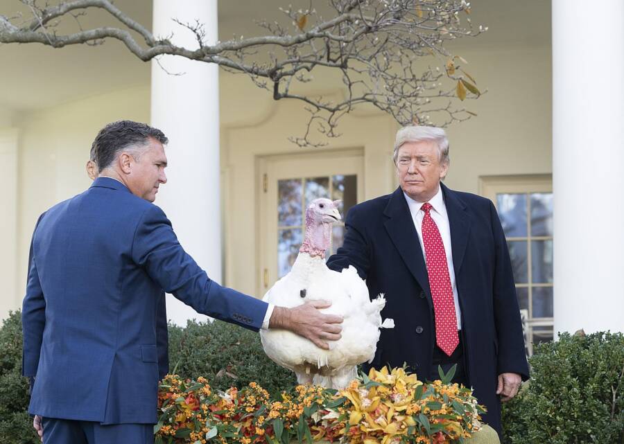 Turkey Pardons: Inside The White House Thanksgiving Tradition