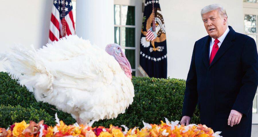 Turkey Pardons: Inside The White House Thanksgiving Tradition