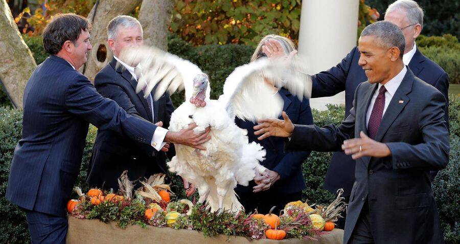 Turkey Pardons: Inside The White House Thanksgiving Tradition
