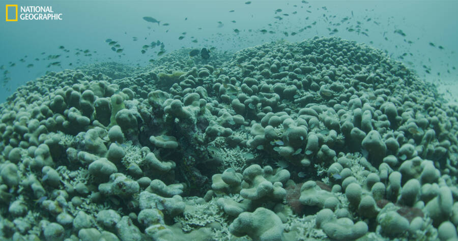 World's Largest Coral Discovered Near Solomon Islands