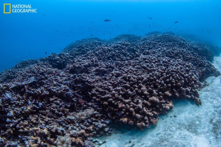 World's Largest Coral Discovered Near Solomon Islands