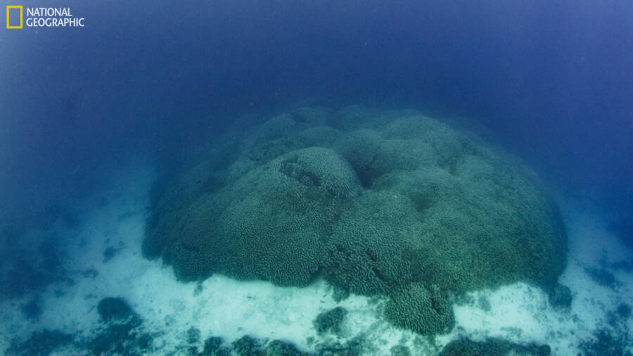World's Largest Coral Discovered Near Solomon Islands