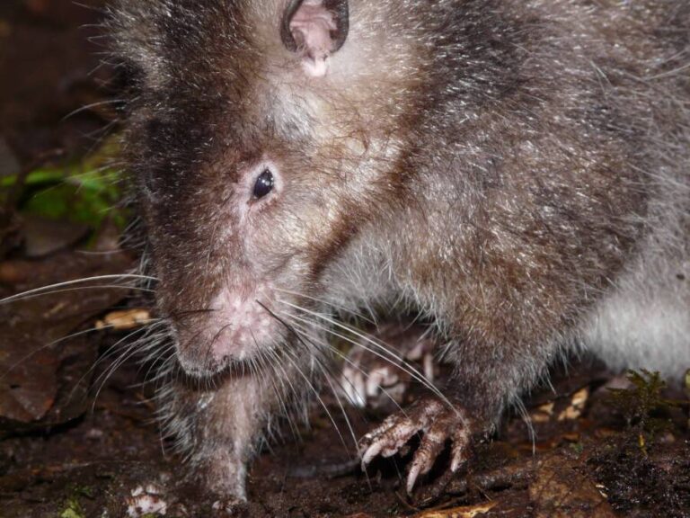 Rodents Of Unusual Size: Do ROUS Really Exist?
