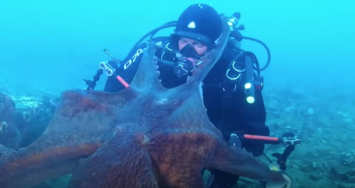 Octopus Attacking Human A Woman Placed An Octopus On Her Face For A